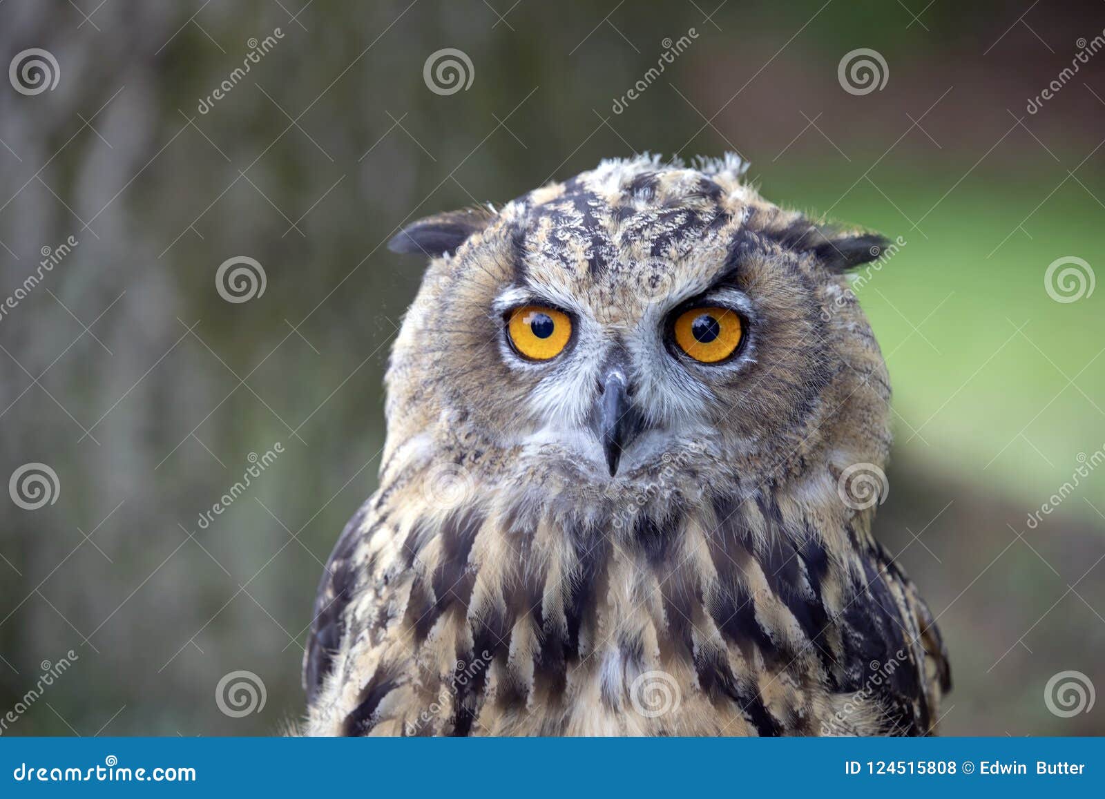 Eurasian Eagle Owl stock photo. Image of animal, face - 124515808