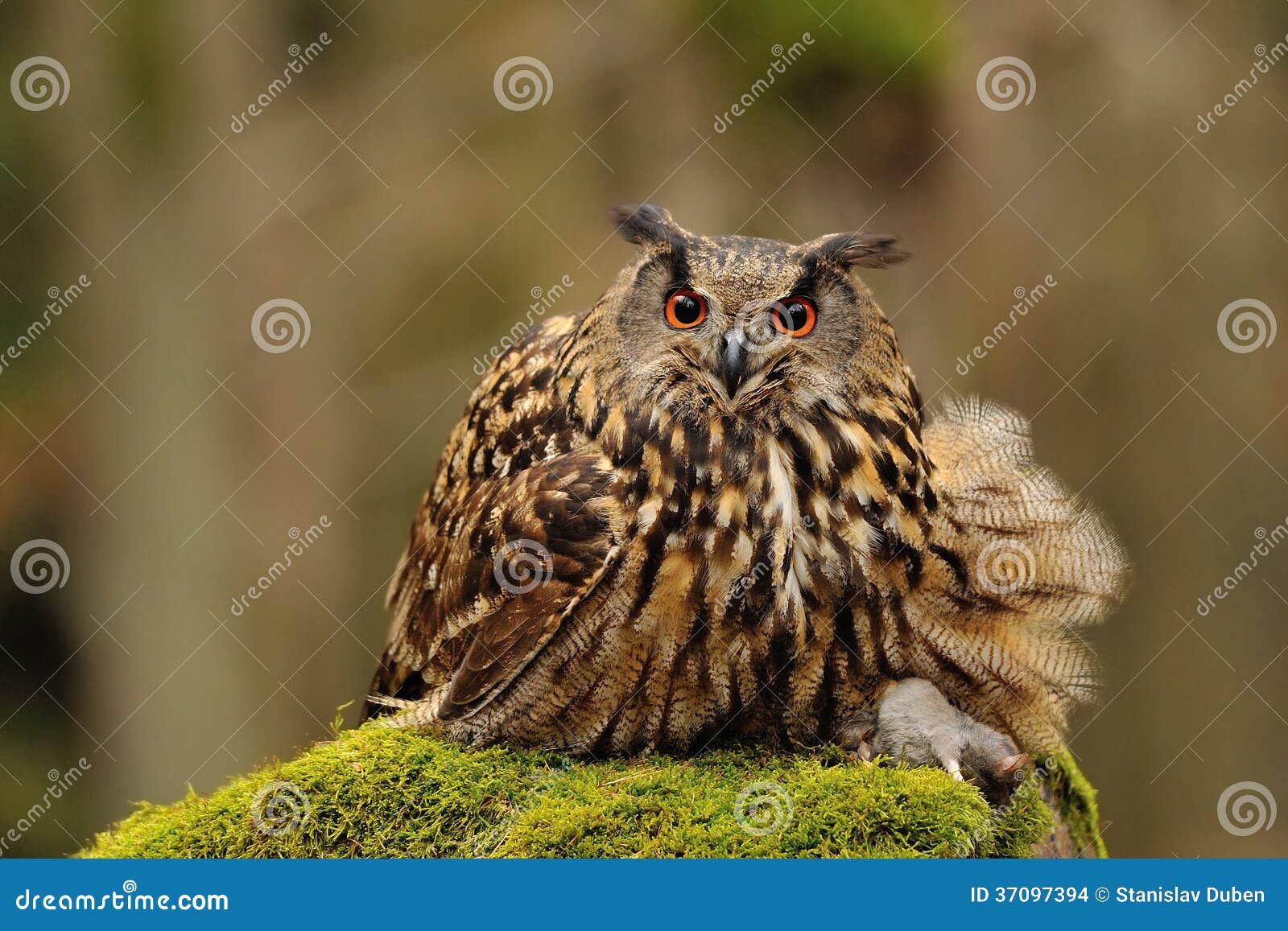 Eagle And A Mouse Stock Image | CartoonDealer.com #49396573