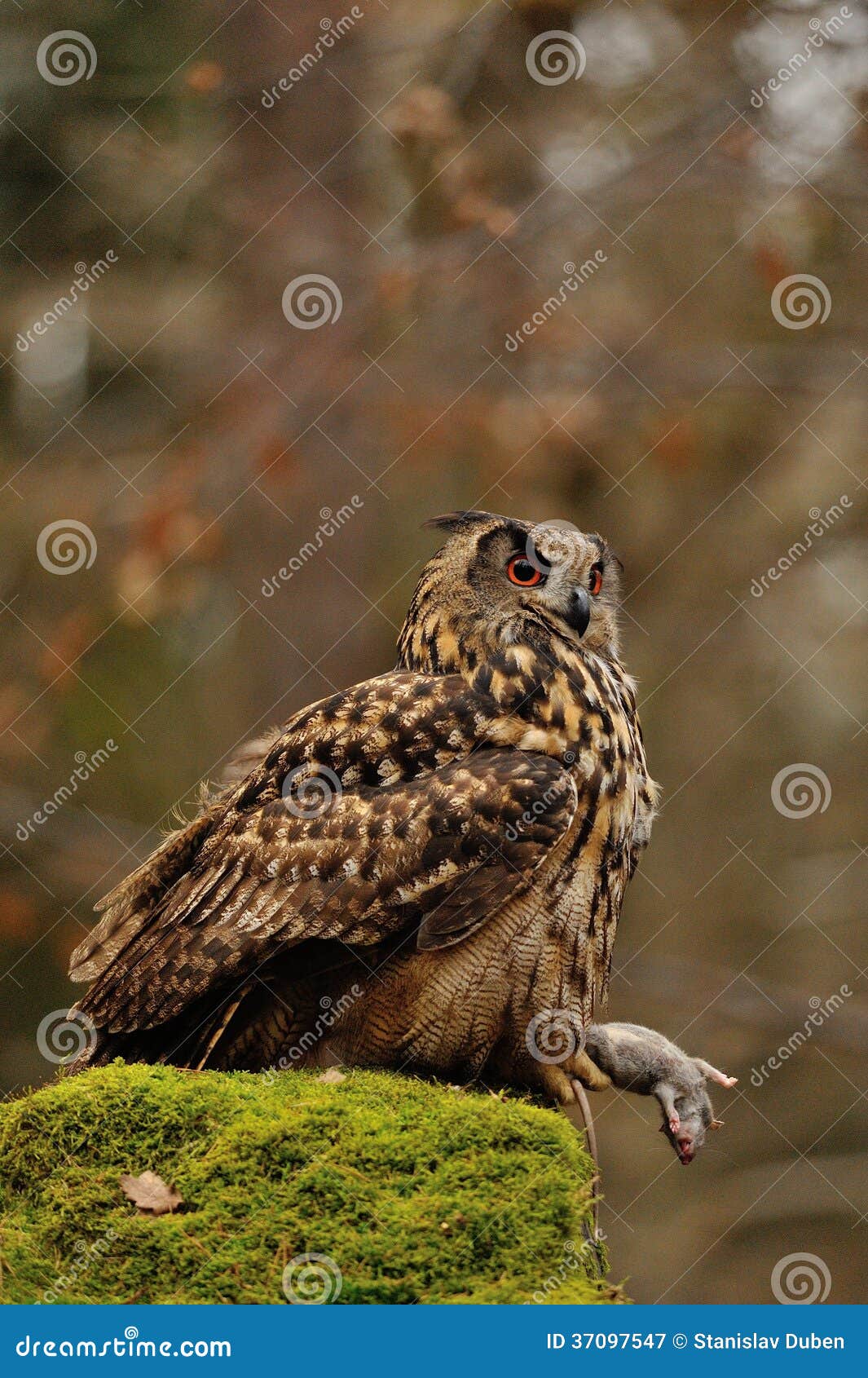 Eurasian Eagle Owl Holding Mouse As Prey Stock Image - Image of animal ...