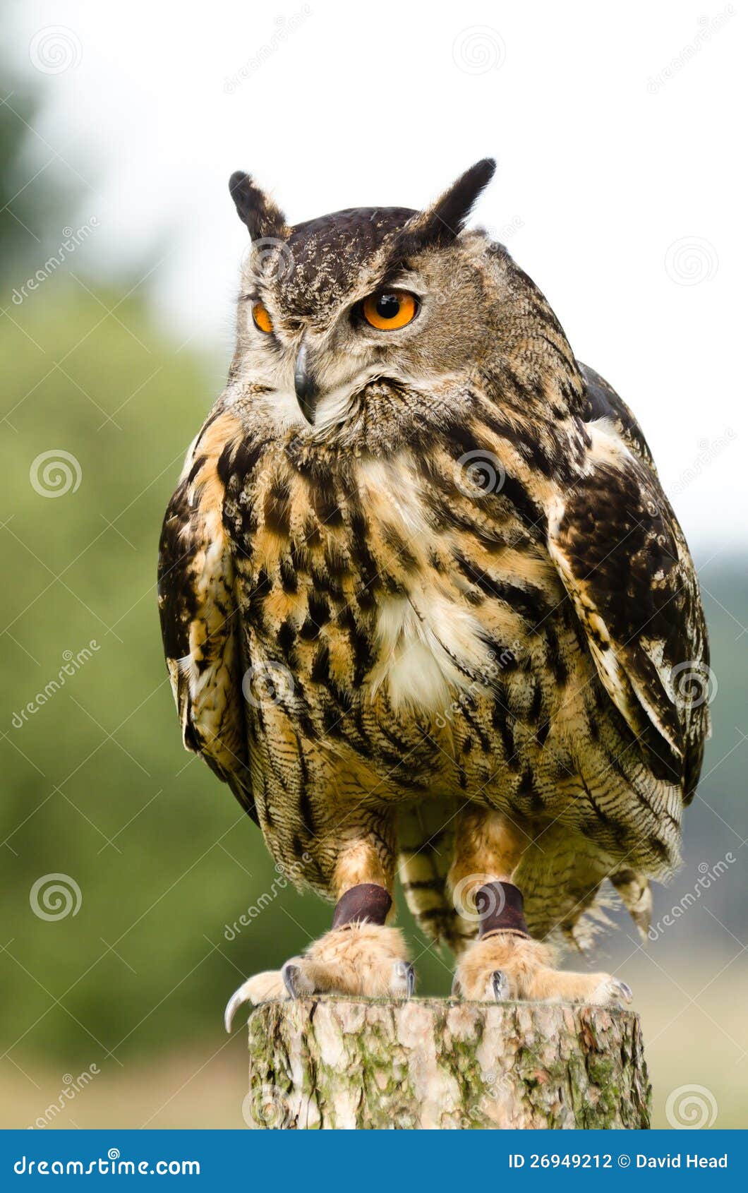 Eurasian Eagle Owl on log stock photo. Image of hunter - 26949212