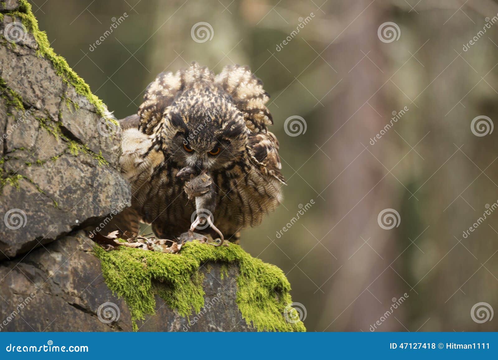 Eurasian Eagle Owl with Prey Stock Photo - Image of brown, bubo: 47127418