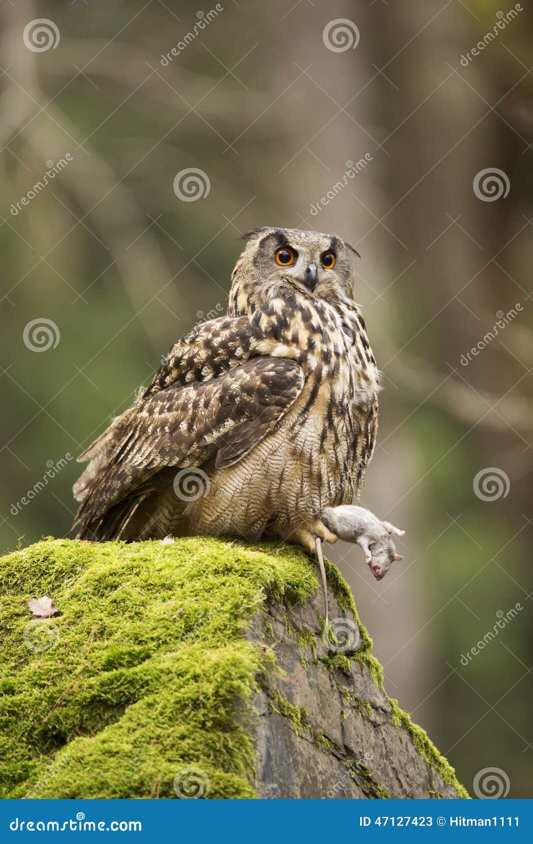 Eurasian Eagle Owl with Prey Stock Image - Image of bubo, animal: 47127423