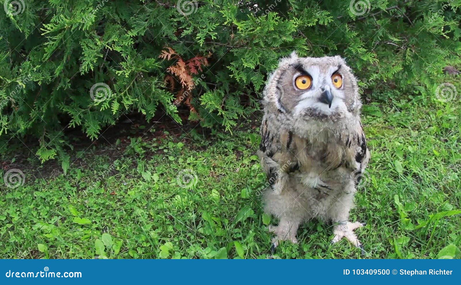 Eurasian Eagle owl walking stock footage. Video of mossy - 103409500
