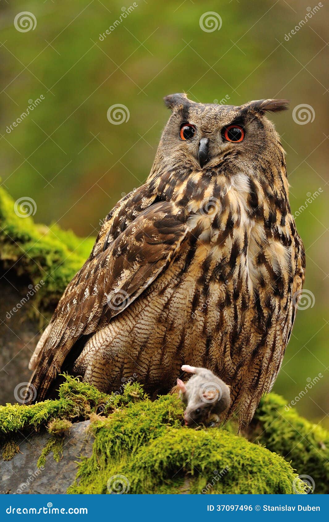 Eagle And A Mouse Stock Image | CartoonDealer.com #49396573