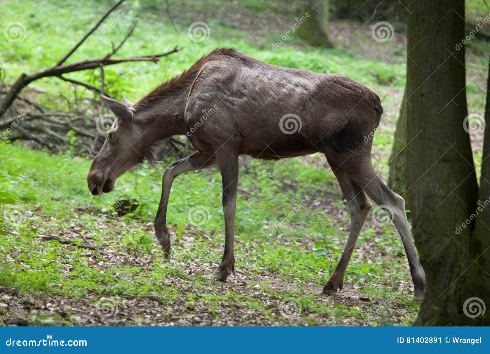 Eurasian elk stock image. Image of asian, forest, cervidae - 81402891