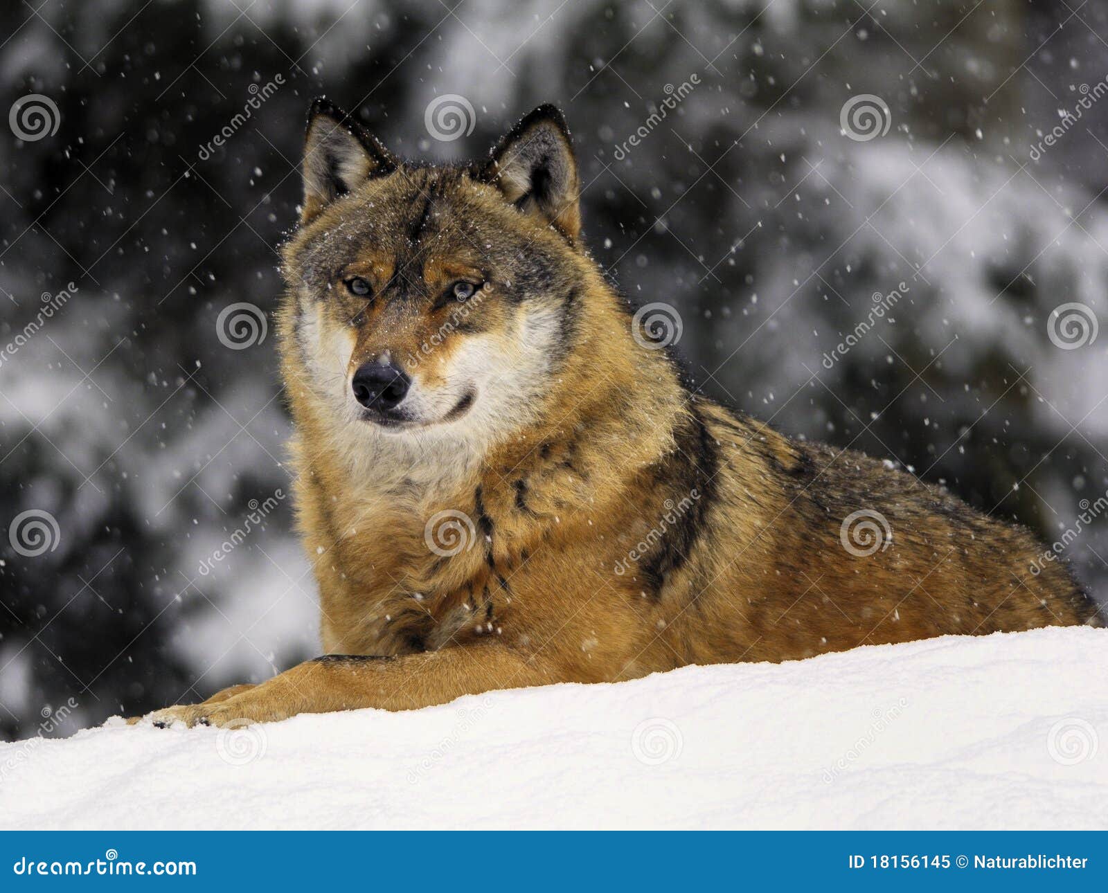 Eurasian or European wolf stock image. Image of freezing - 18156145