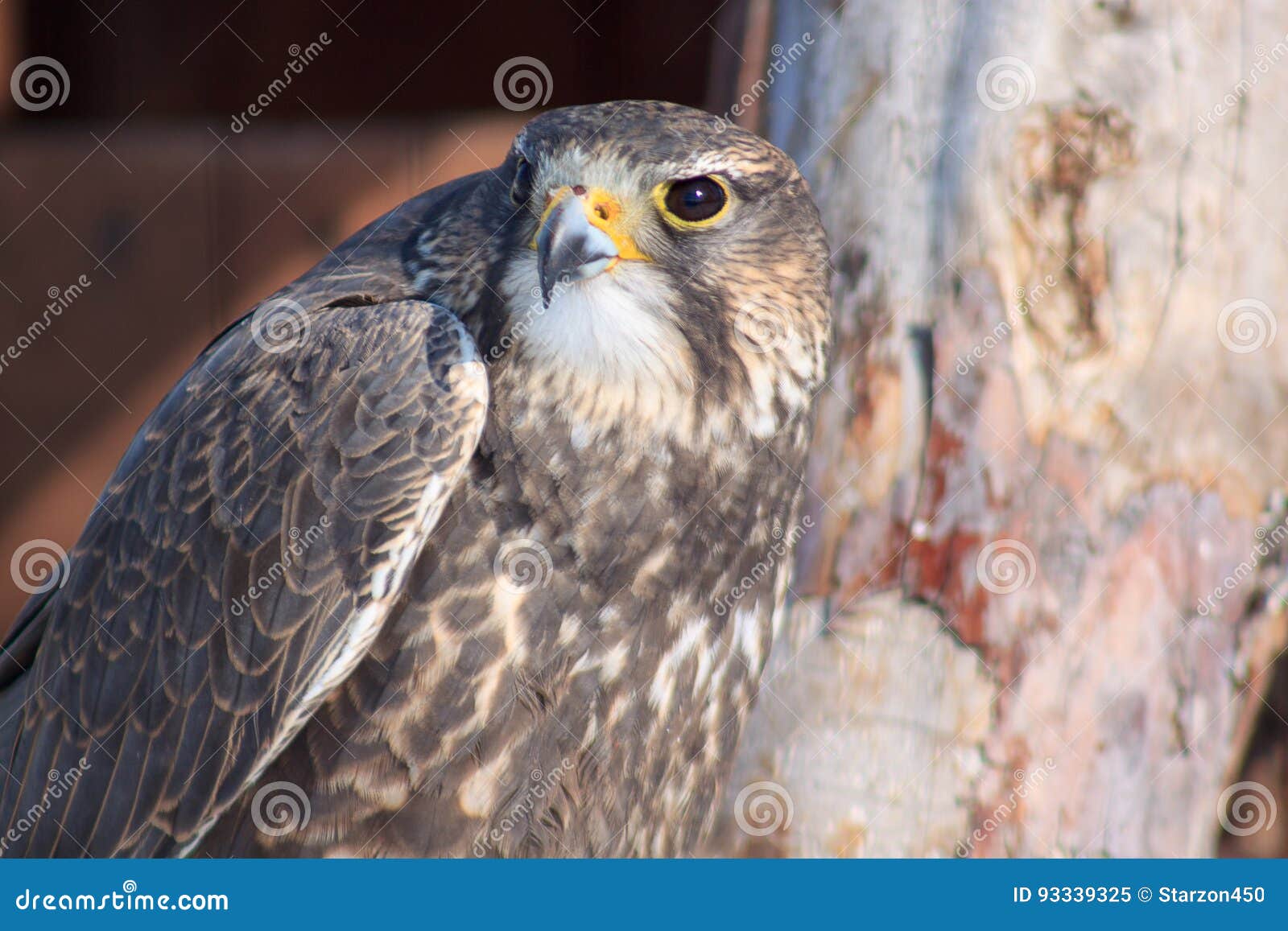 Eurasian Falcon in the Winter Forest. Stock Image - Image of predator ...