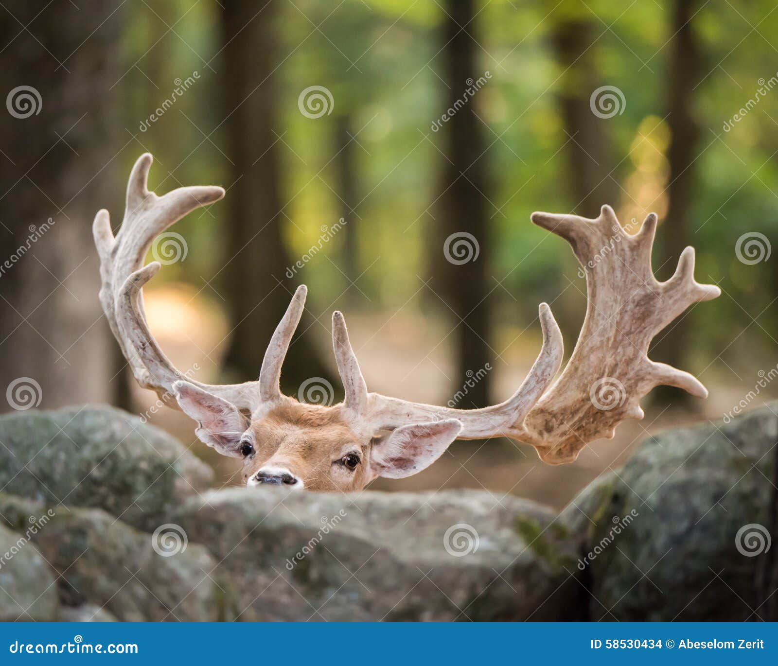 Eurasian Fallow Deer IV stock photo. Image of animal - 58530434