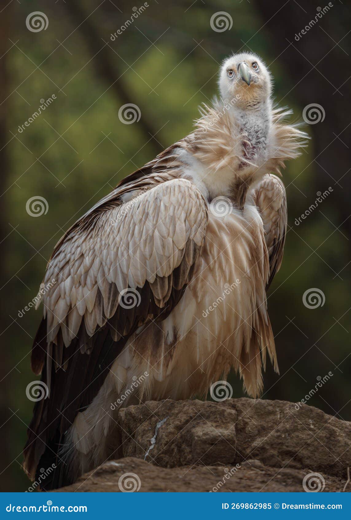 Eurasian Griffon stock image. Image of feather, national - 269862985