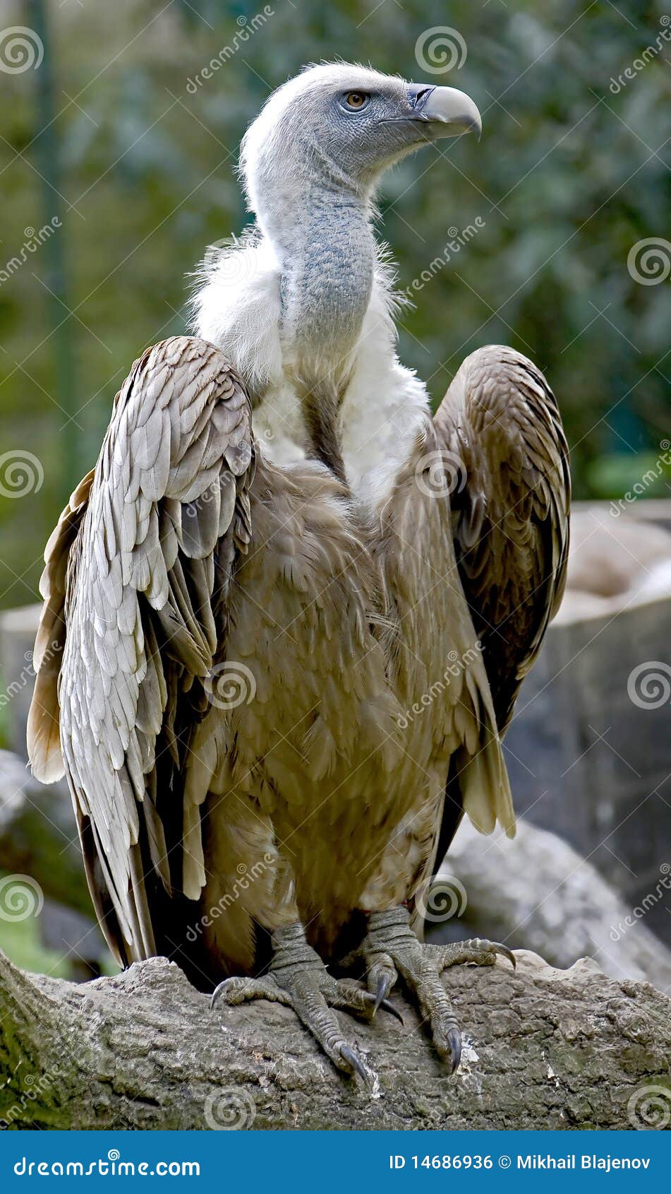 Eurasian griffon 9 stock photo. Image of wing, hover - 14686936