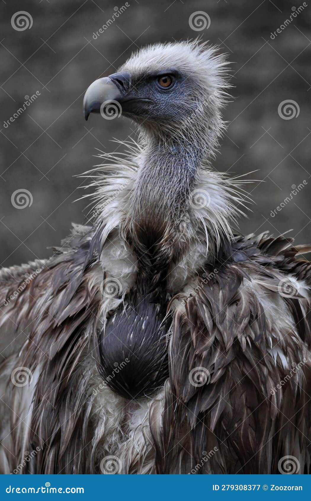 Eurasian Griffon Vulture (Gyps Fulvus) Stock Image - Image of chicken ...
