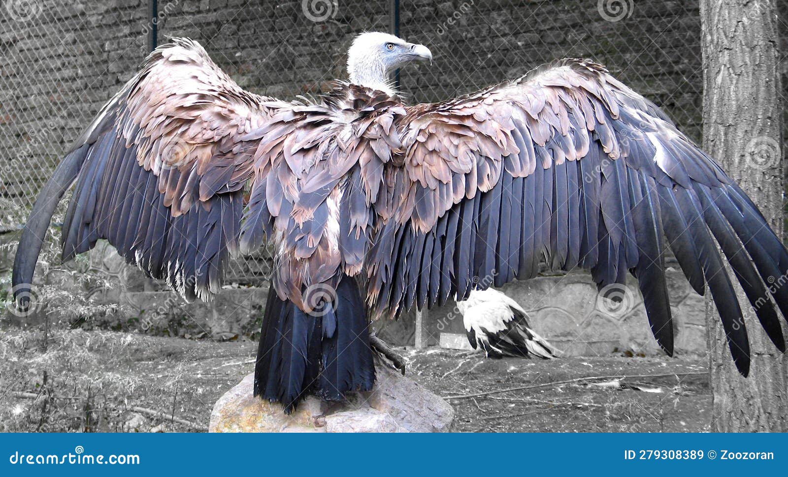 Eurasian Griffon Vulture (Gyps Fulvus) Stock Image - Image of animal ...