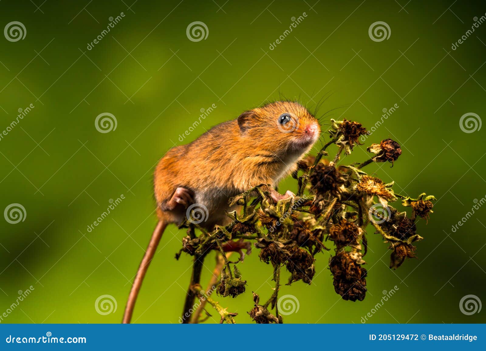 Eurasian Harvest Mouse Micromys Minutus Stock Photo - Image of minutus ...