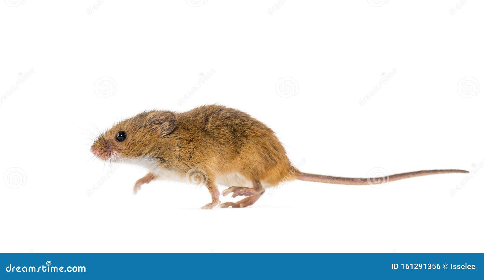 Eurasian Harvest Mouse, Micromys Minutus, Isolated on White Stock Photo ...