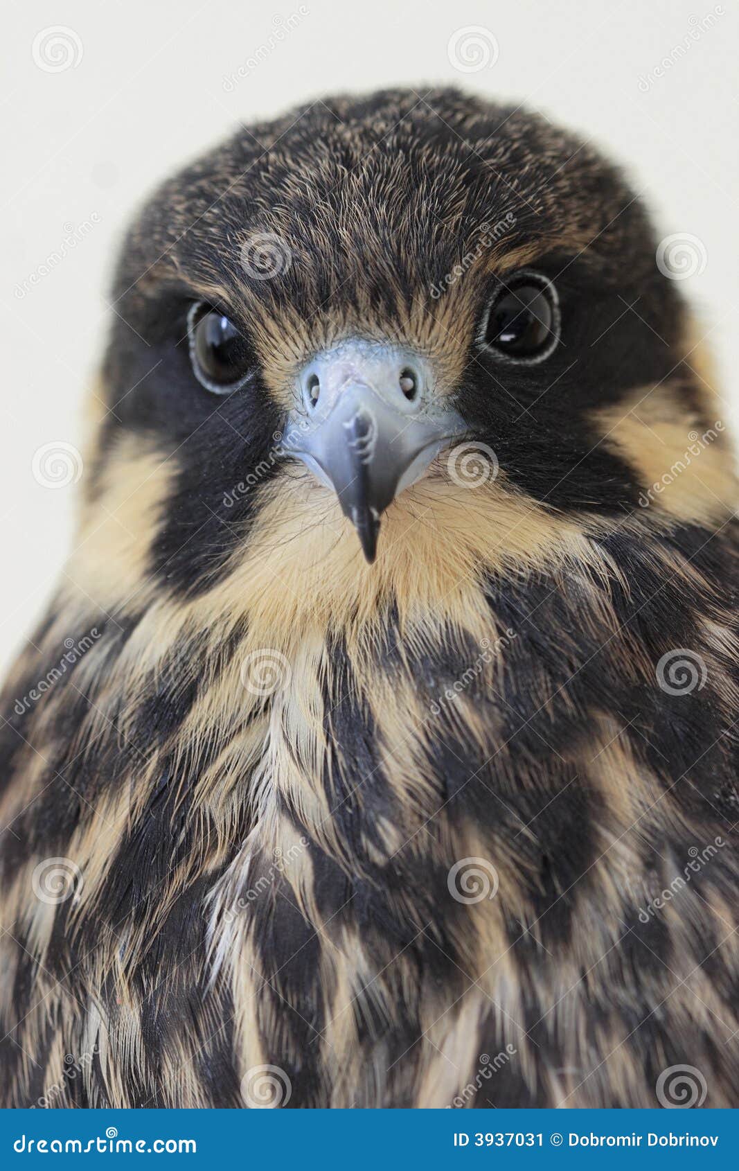 Eurasian Hobby(Falco Subbuteo) Stock Image - Image of fauna, hawk: 3937031