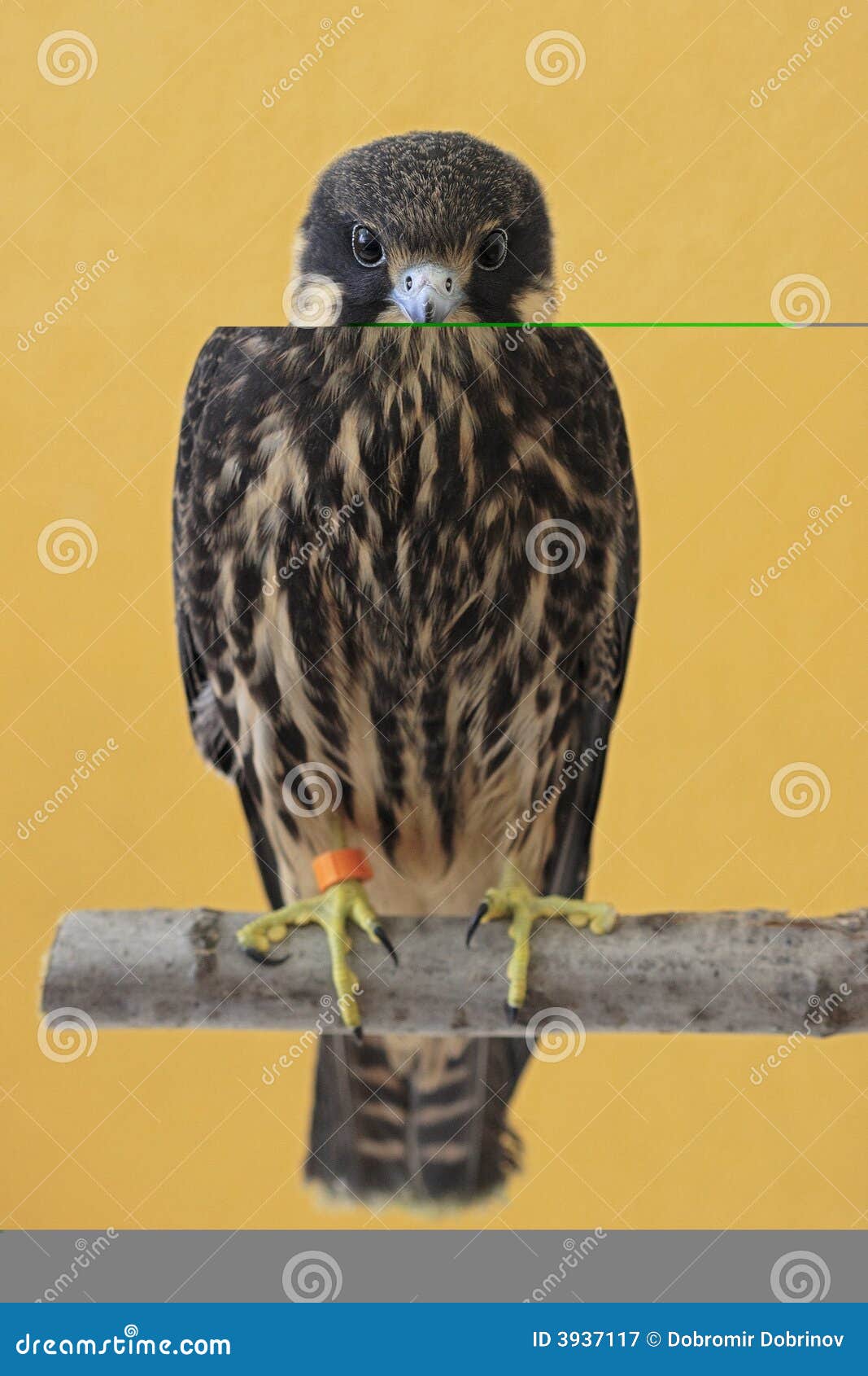 Eurasian Hobby(Falco Subbuteo) Stock Image - Image of feather, bird ...