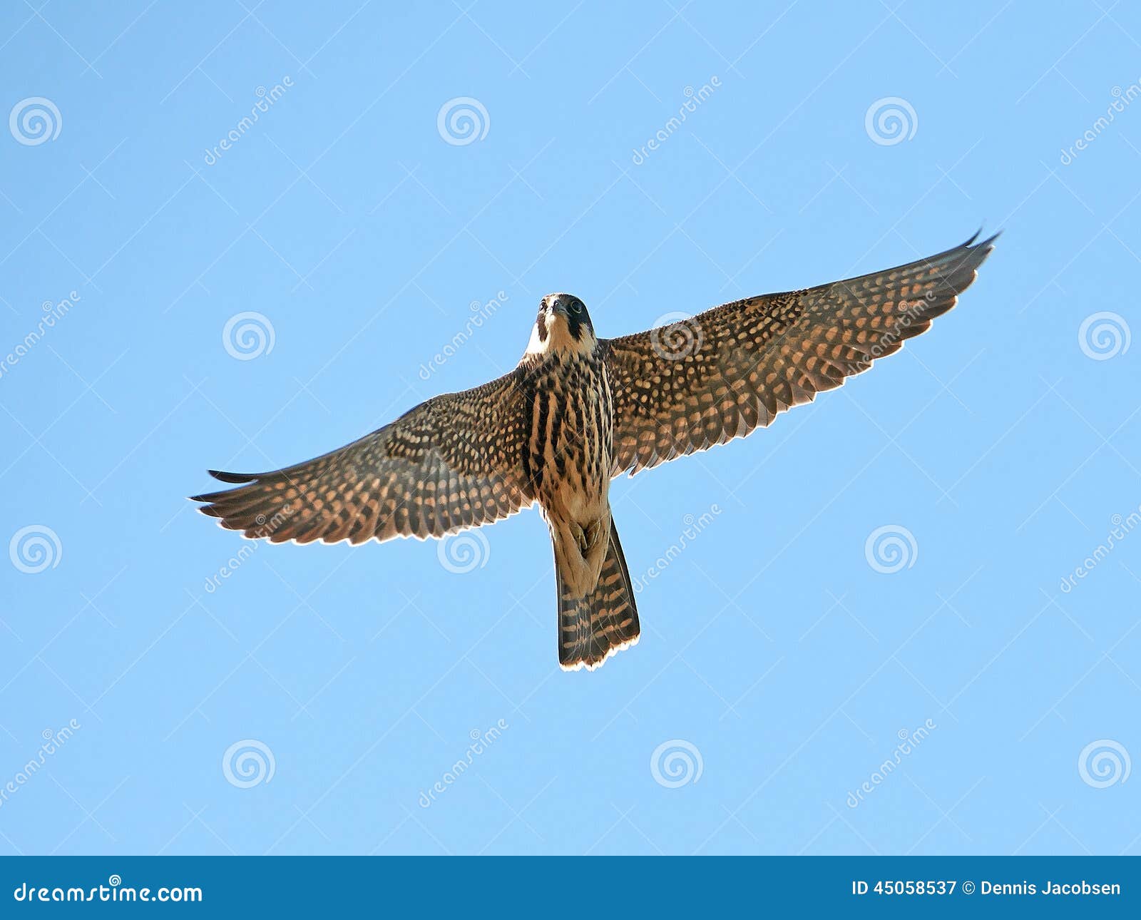 Eurasian Hobby(Falco Subbuteo) Royalty-Free Stock Photography ...