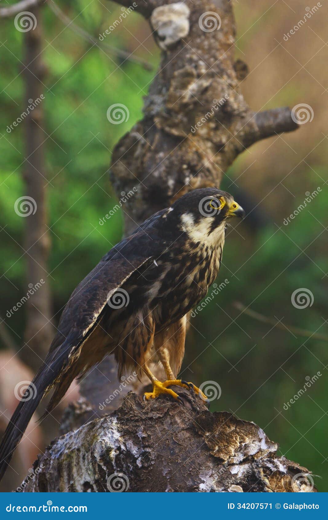 Eurasian hobby stock image. Image of birdwatching, brown - 34207571