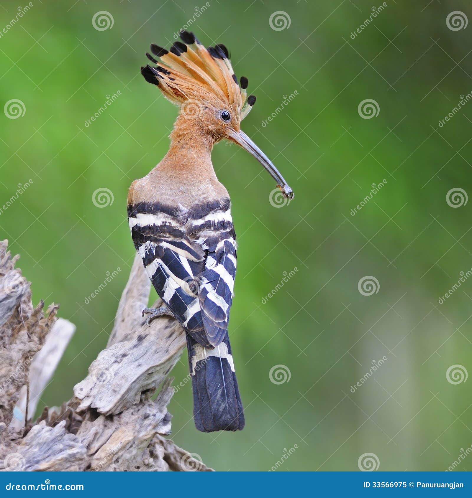 Eurasian Hoopoe stock image. Image of common, epops, feather - 33566975