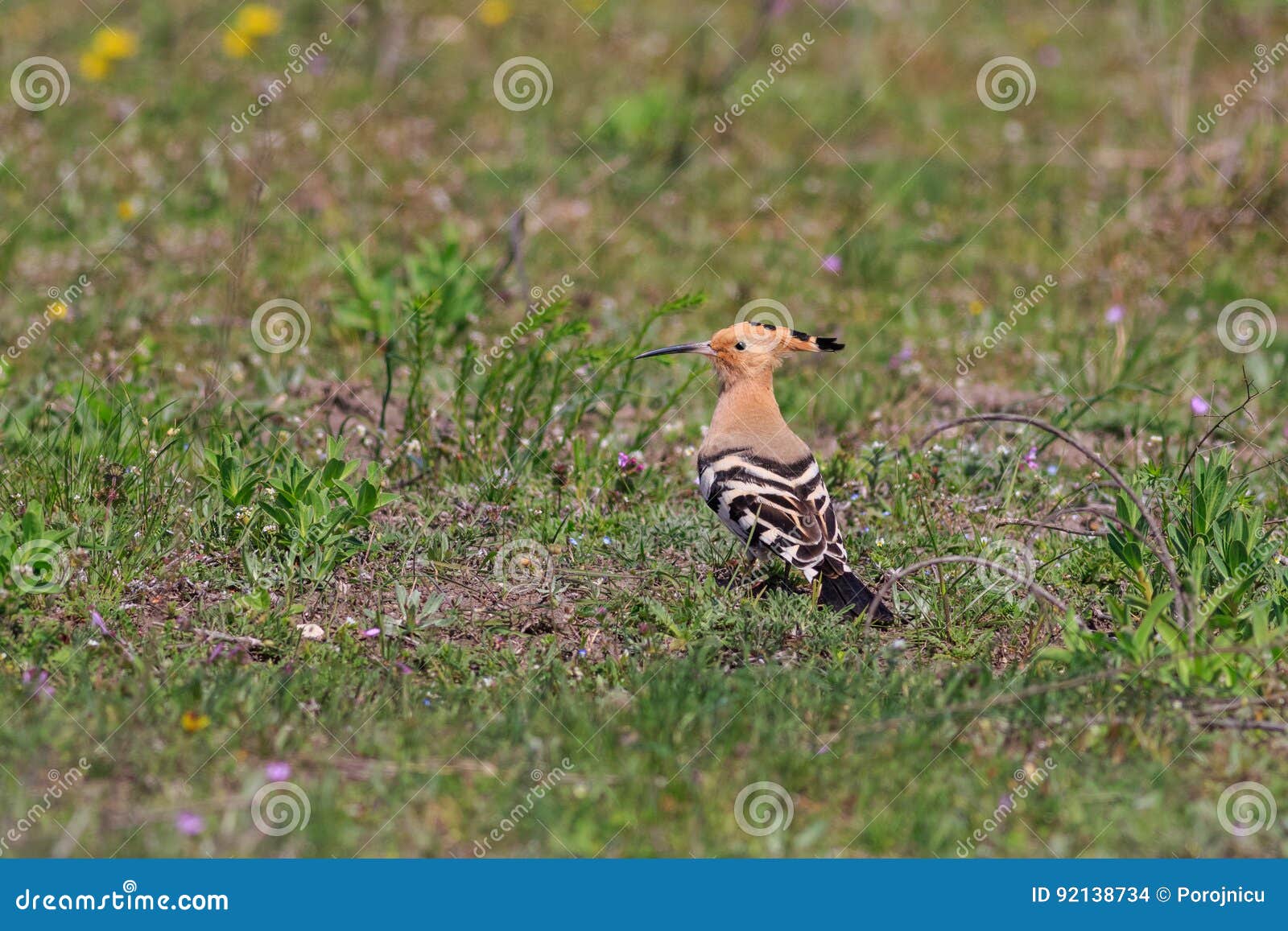 Eurasian Hoopoe bird stock photo. Image of wing, wild - 92138734