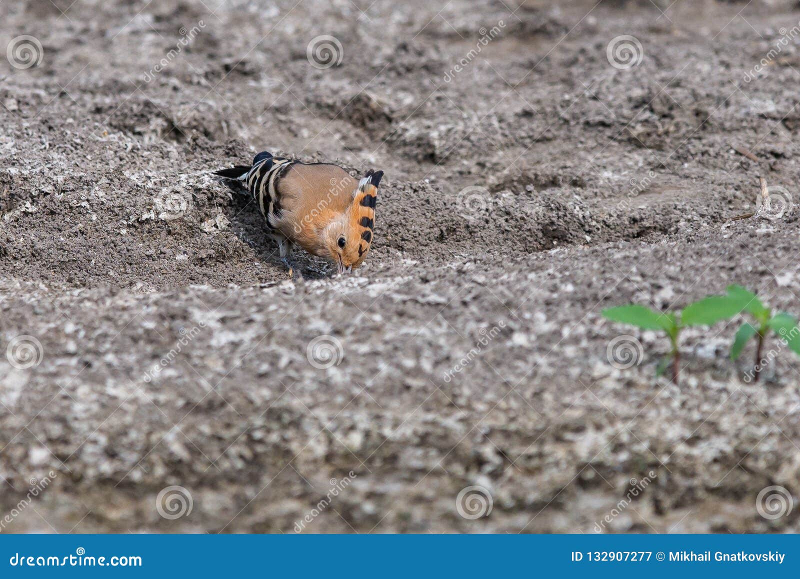 Eurasian Hoopoe or Common Hoopoe or Upupa Epops Stock Image - Image of ... Eurasian Hoopoe or Common Hoopoe or Upupa Epops Stock Image - Image of ...