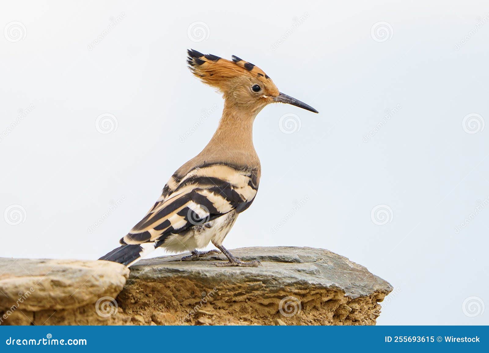 Eurasian Hoopoe on a Rocky Surface Stock Image - Image of feathers ...