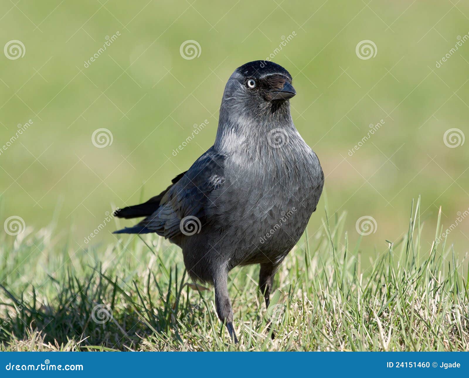 Eurasian Jackdaw stock photo. Image of walking, feather - 24151460