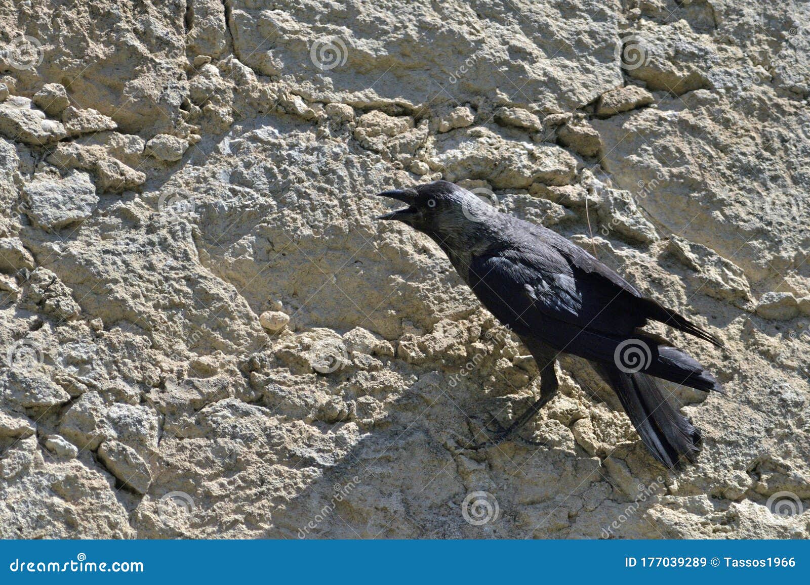 Eurasian Jackdaw (Corvus Monedula), Greece Stock Image - Image of ...