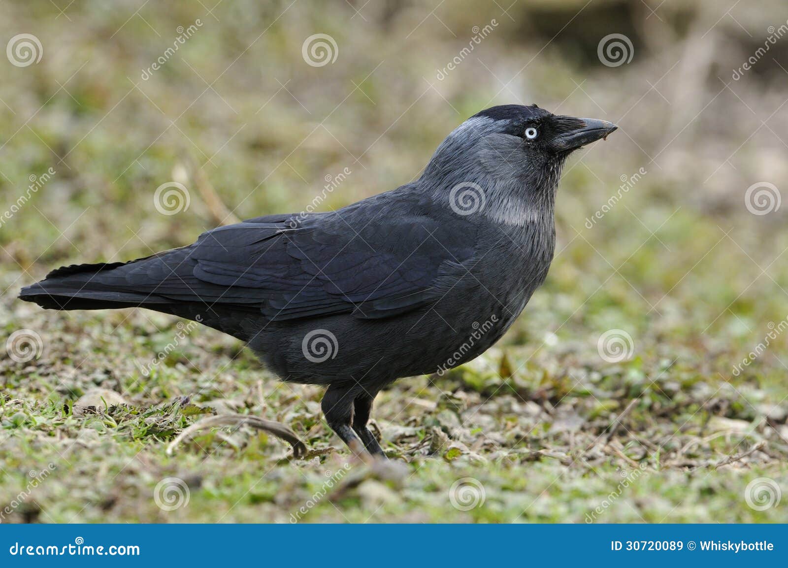 Eurasian Jackdaw stock image. Image of wildlife, common - 30720089