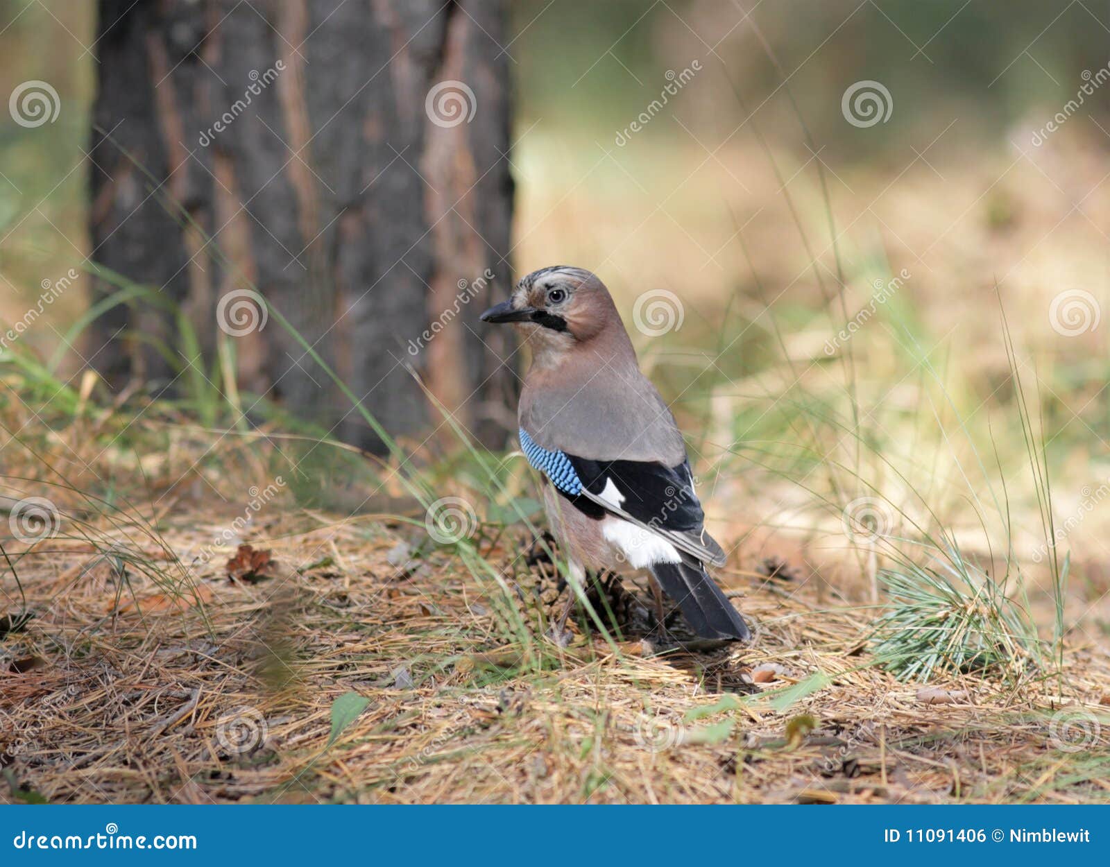 Eurasian Jay stock photo. Image of black, europe, animals - 11091406