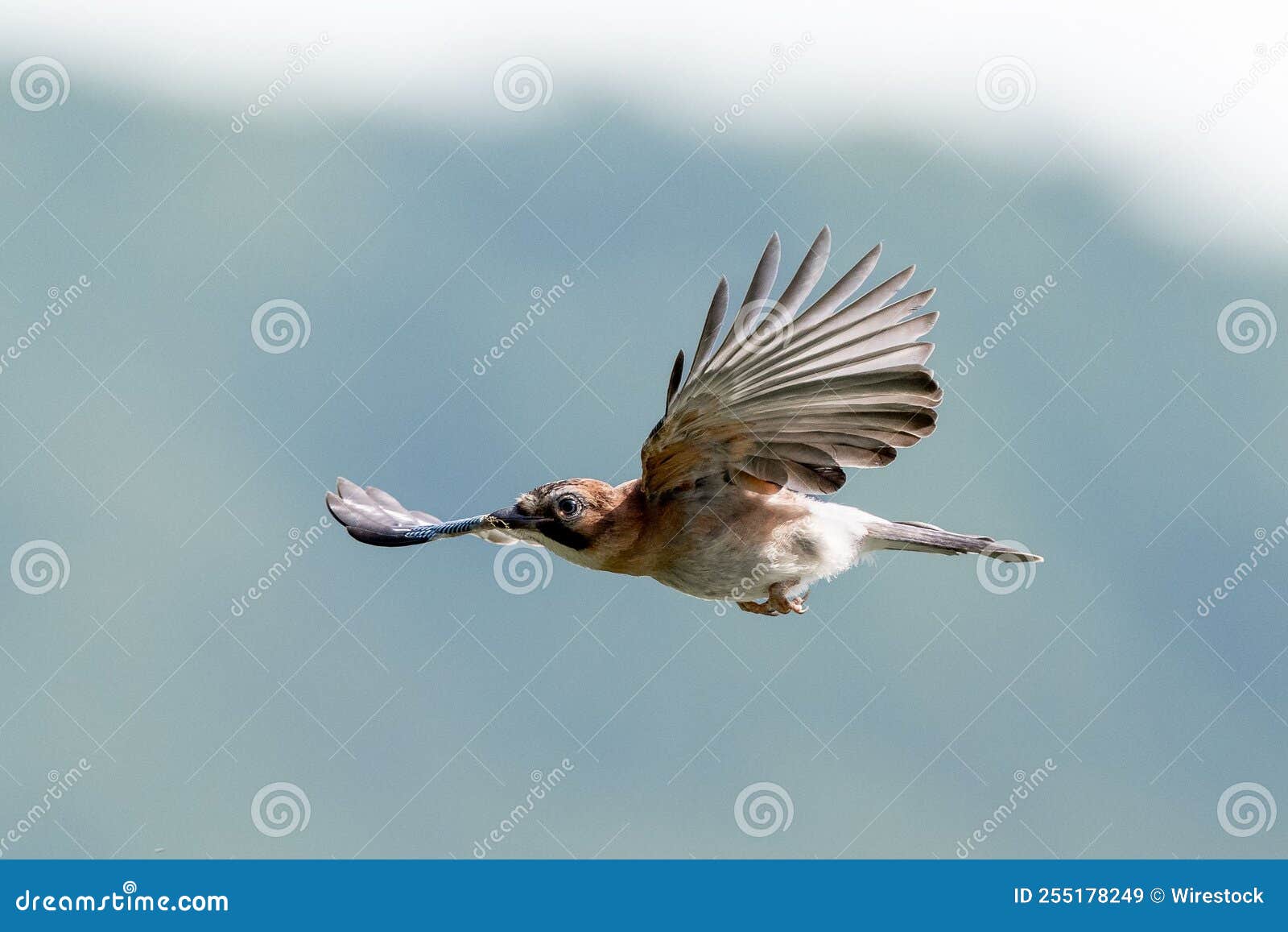 Eurasian Jay Bird Flying in Sky Stock Image - Image of avian, feather ...