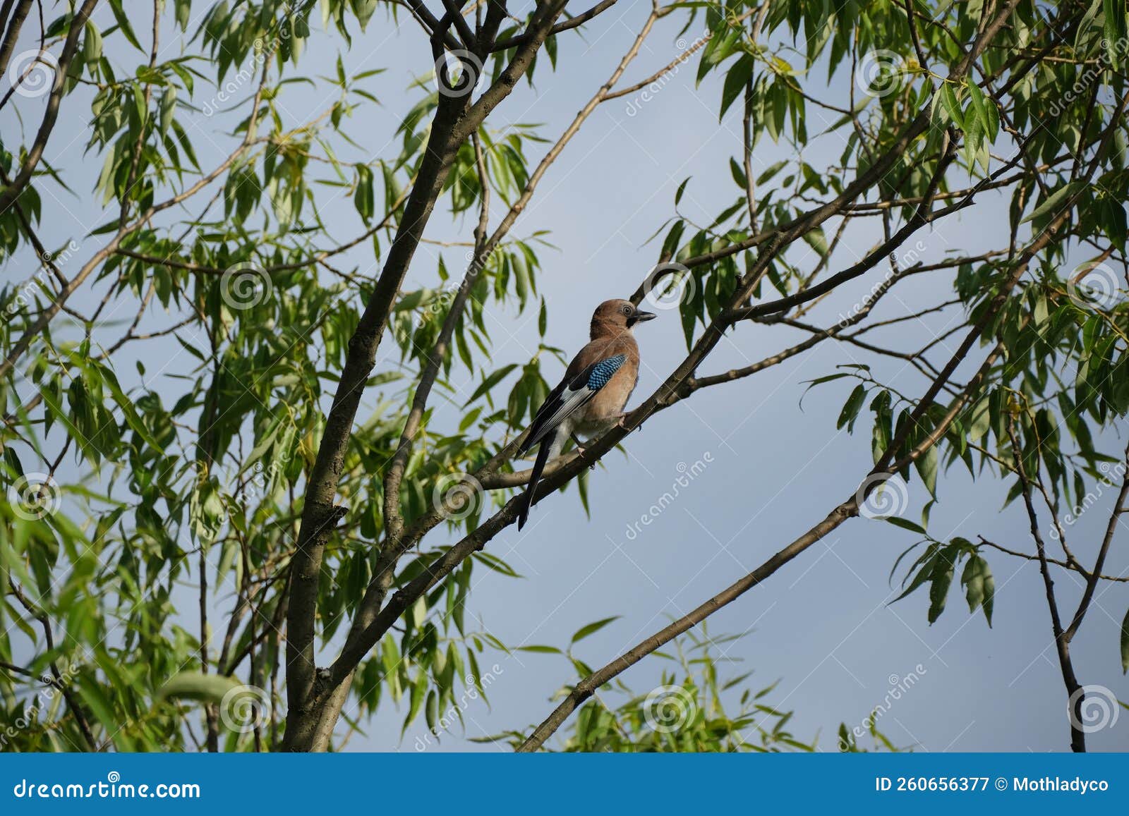 Eurasian Jay Bird Resting on a Tree Branch Stock Image - Image of ...