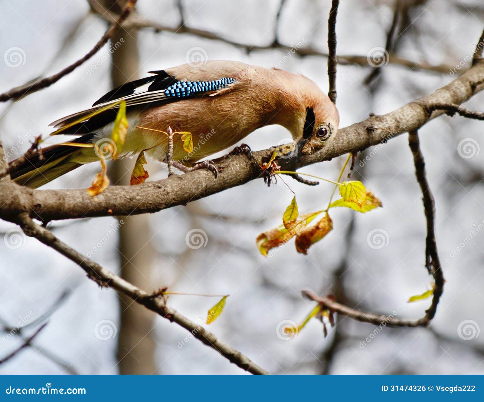 Eurasian jay stock photo. Image of branch, fauna, nature - 31474326