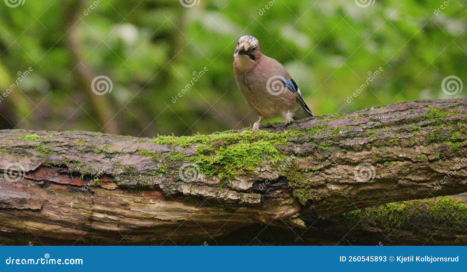 Eurasian Jay Bird Standing on Overturned Tree and Jumping Away Stock ...