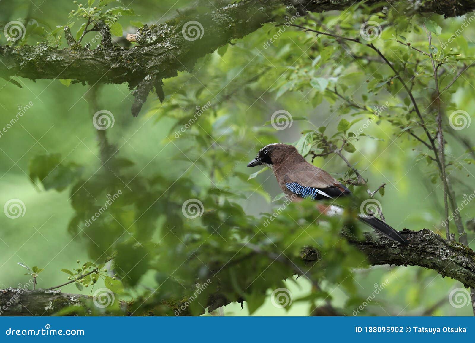 An Eurasian Jay on a Branch of Tree Stock Photo - Image of forest ...