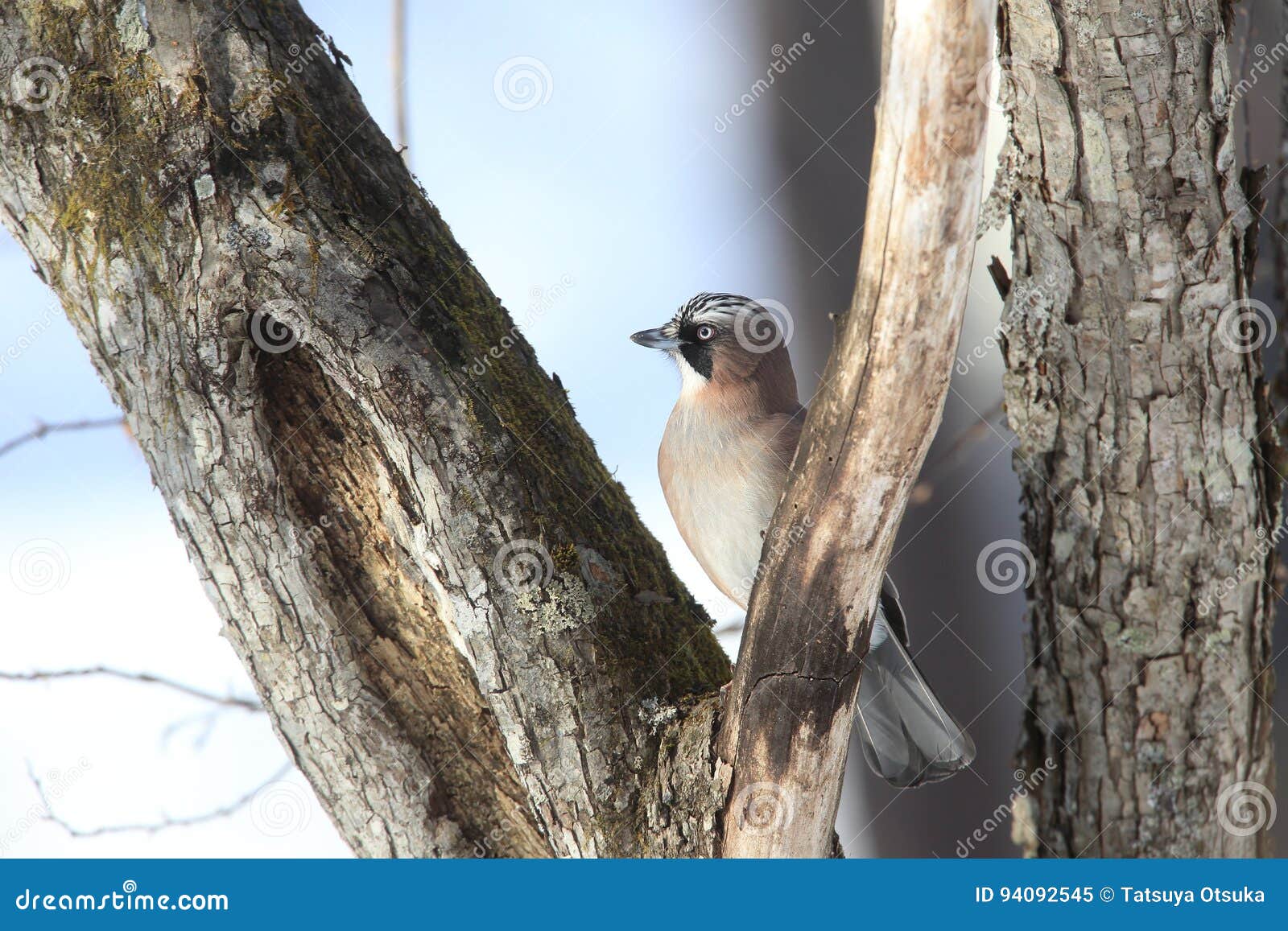 Eurasian Jay on the Branch of Tree Stock Image - Image of trunk, nature ...