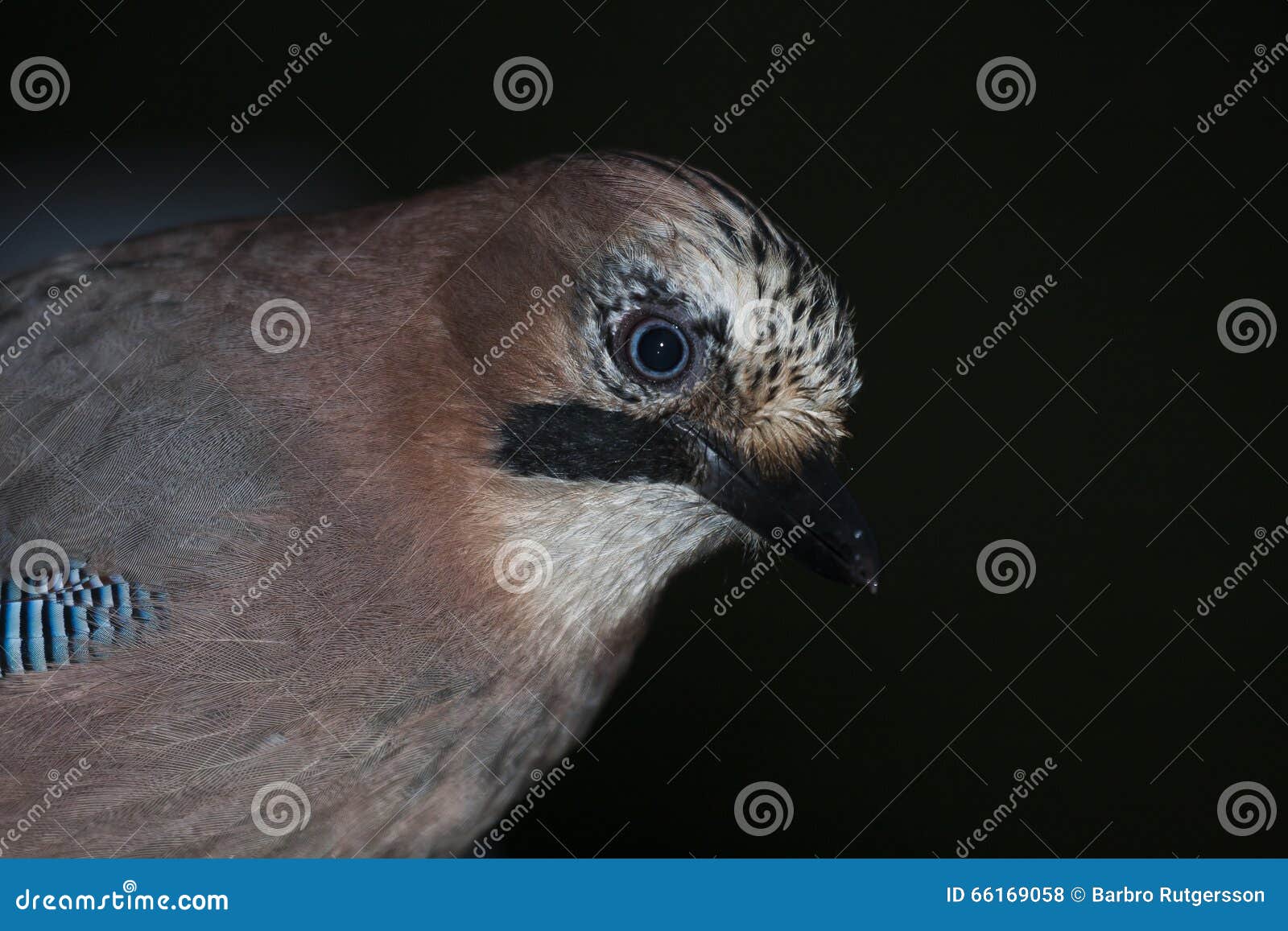 Eurasian jay stock photo. Image of bird, close, garrolus - 66169058