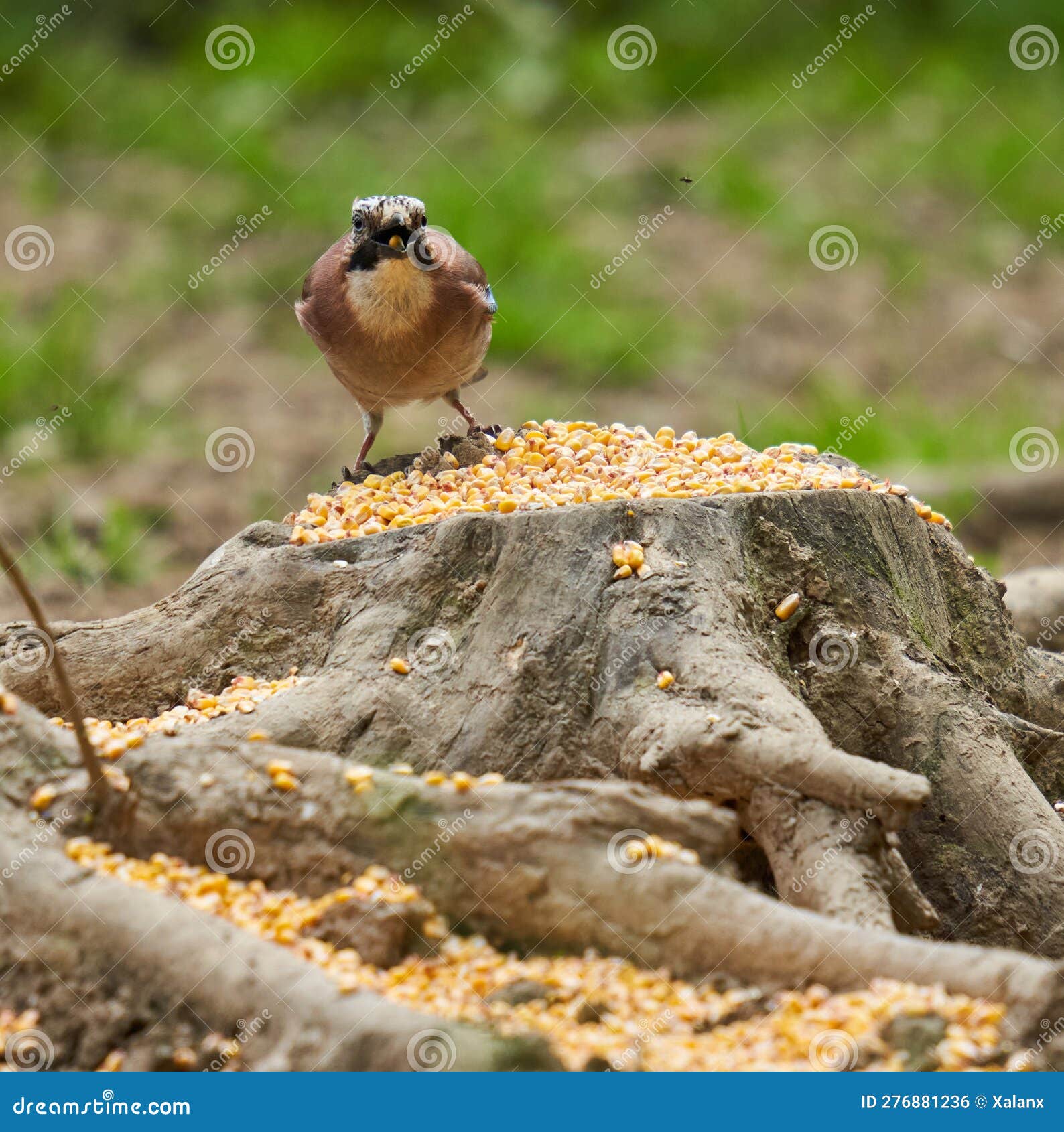 Eurasian Jay Feeding on Maize Stock Photo - Image of fauna, ornithology ...