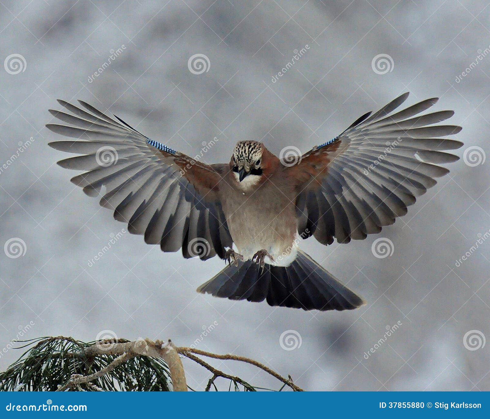 Eurasian Jay Flying Against a Winter Pine Branch Stock Photo - Image of ...