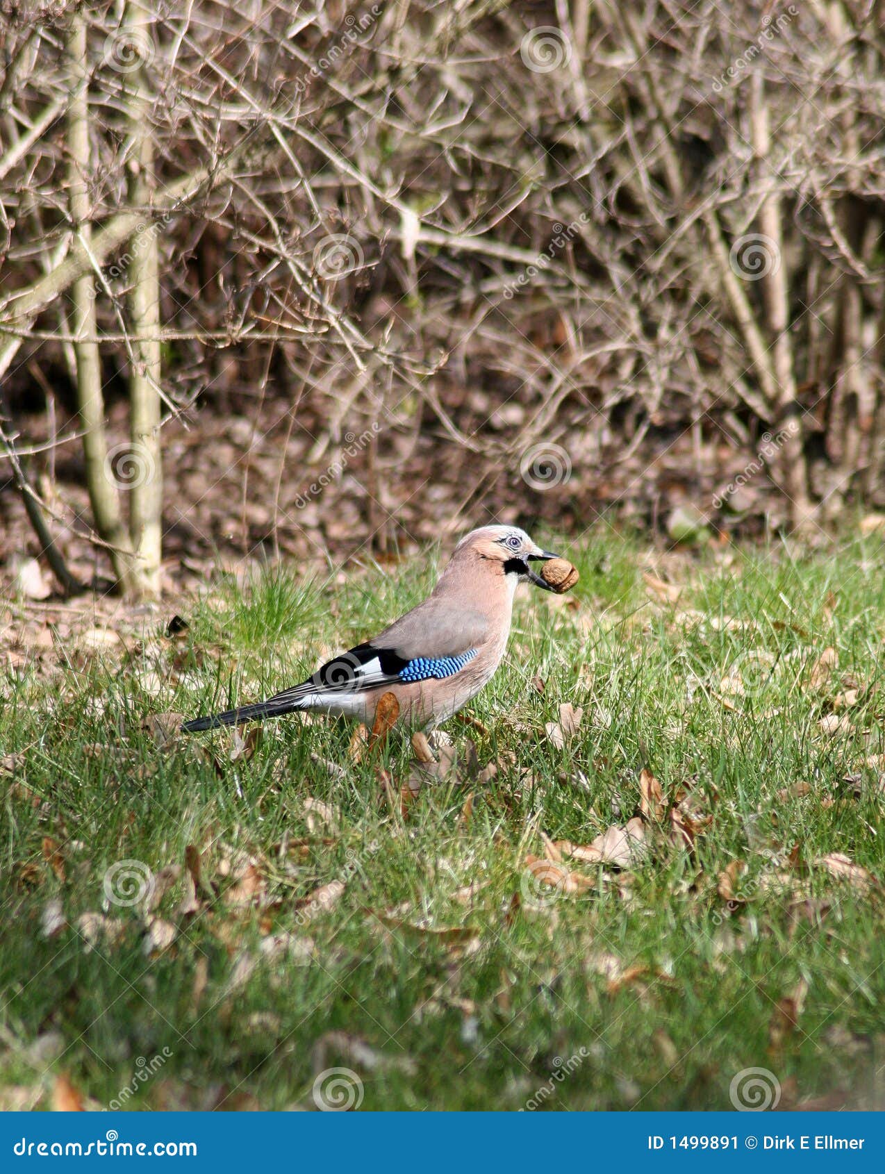 The Eurasian Jay (Garrulus Glandarius) Stock Image - Image of leaves ...