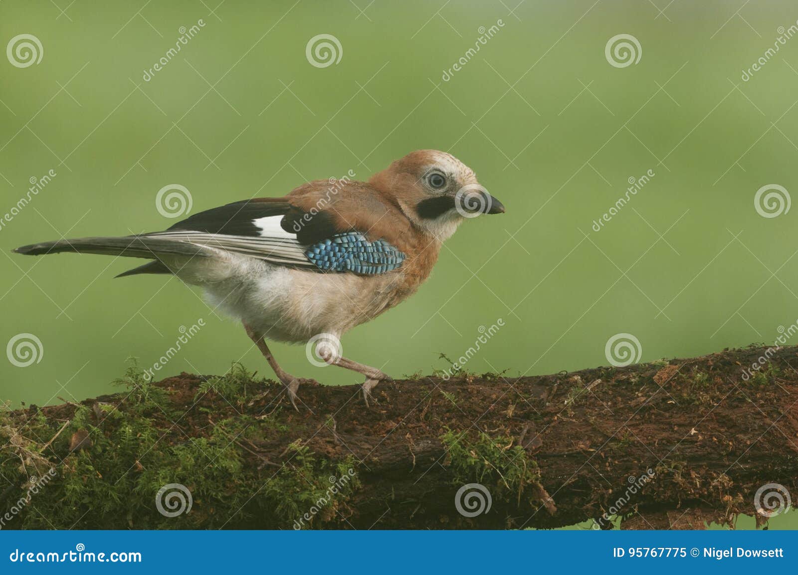 Eurasian Jay & X28;Garrulus Glandarius& X29; Branch Stock Image - Image ...
