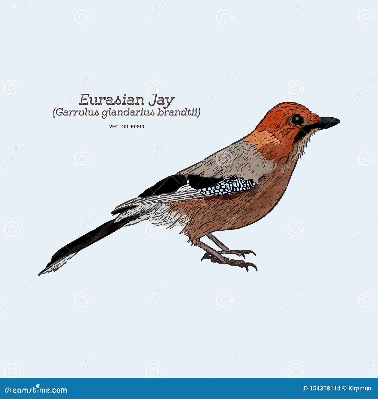 Eurasian Jay Garrulus Glandarius Standing, Isolated Watercolor ...