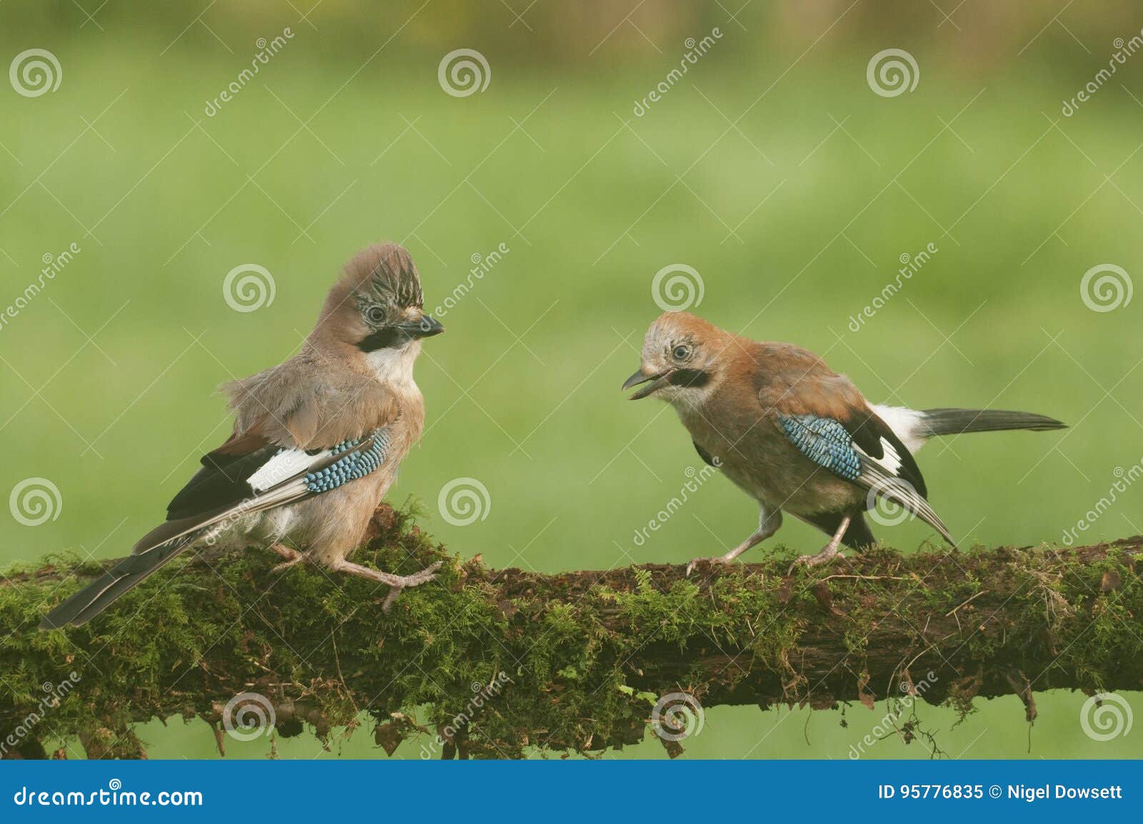 Eurasian Jay & X28;Garrulus Glandarius& X29; Log Stock Image - Image of ...