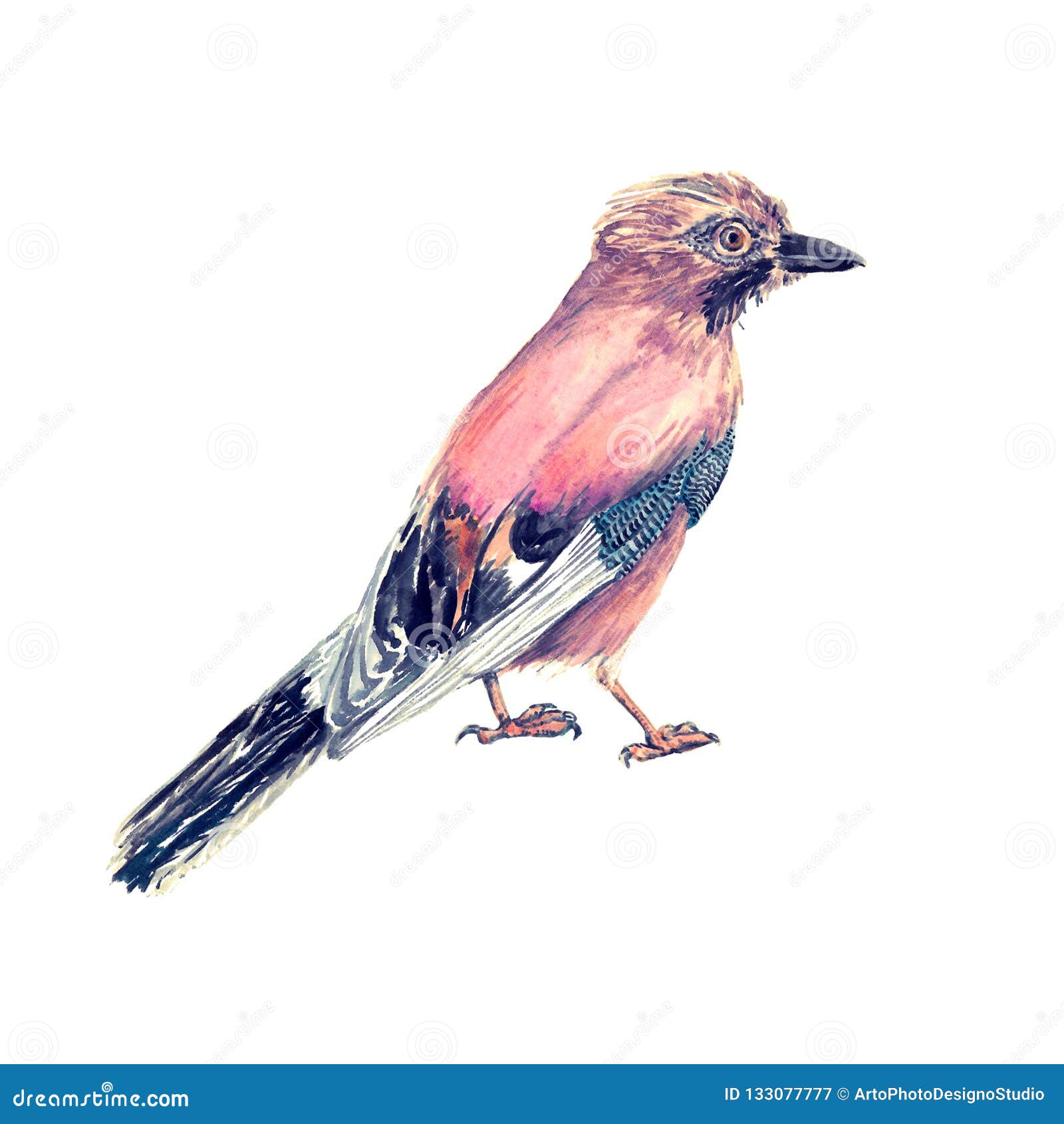 Eurasian Jay Garrulus Glandarius Standing, Isolated Watercolor ... Eurasian Jay Garrulus Glandarius Standing, Isolated Watercolor ...