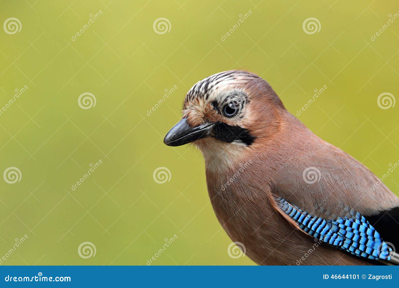 Eurasian jay portrait stock image. Image of elegant, european - 46644101