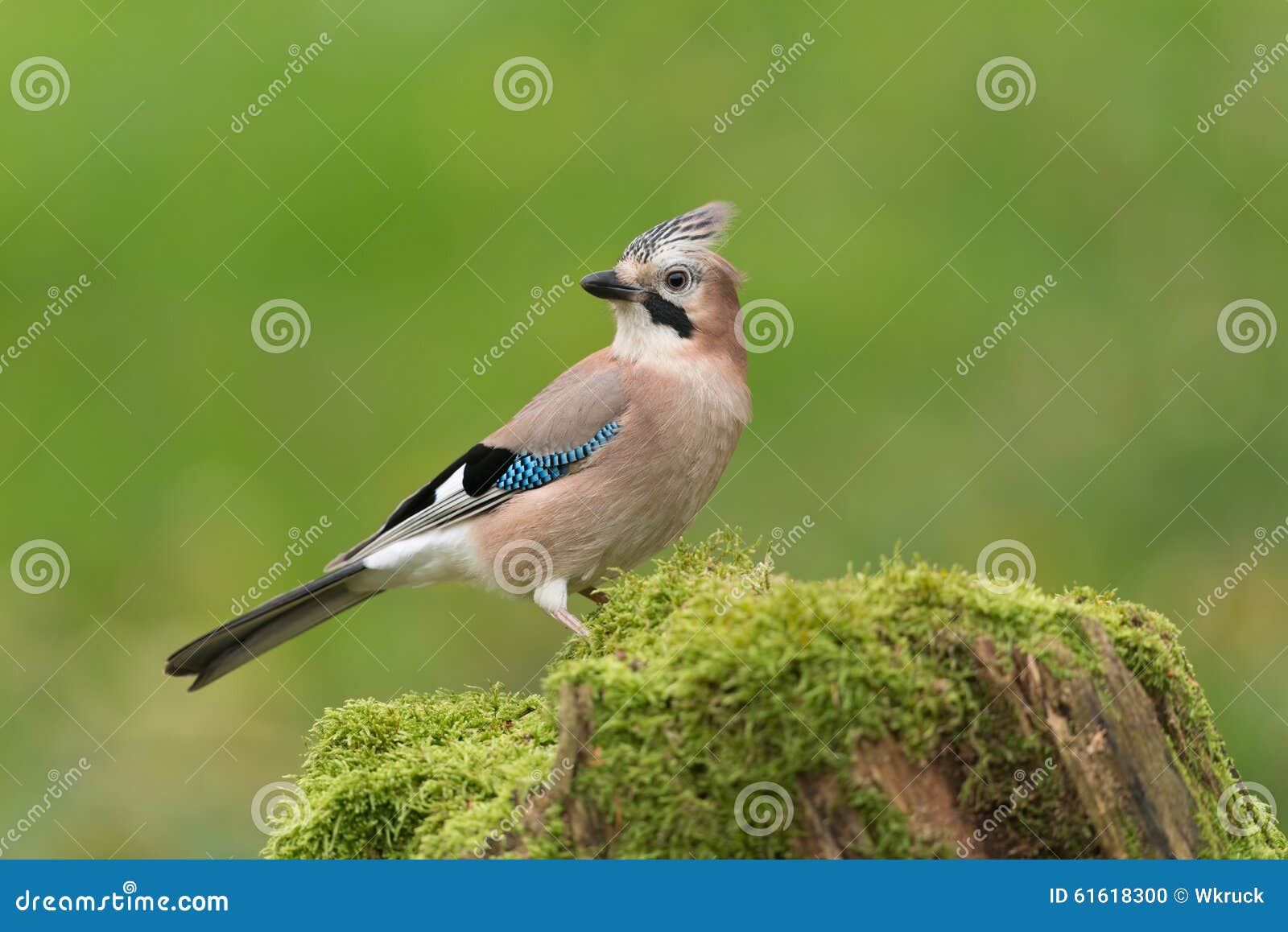 Eurasian jay stock photo. Image of nature, bird, europe - 61618300