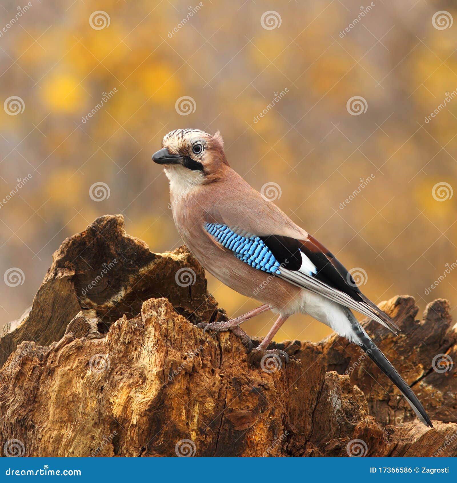 Eurasian jay on a stump 3. stock photo. Image of garrulus - 17366586