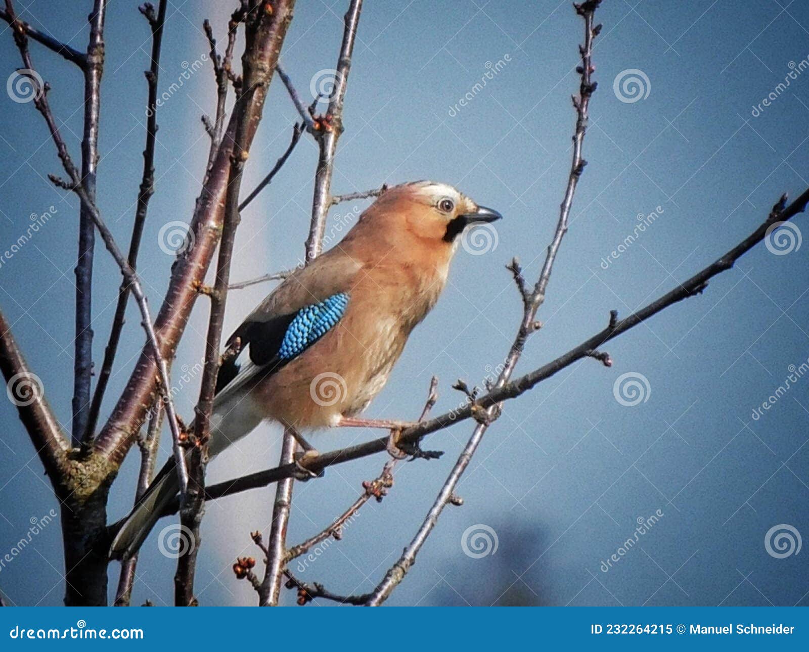 Eurasian Jay on a Tree stock image. Image of animal - 232264215