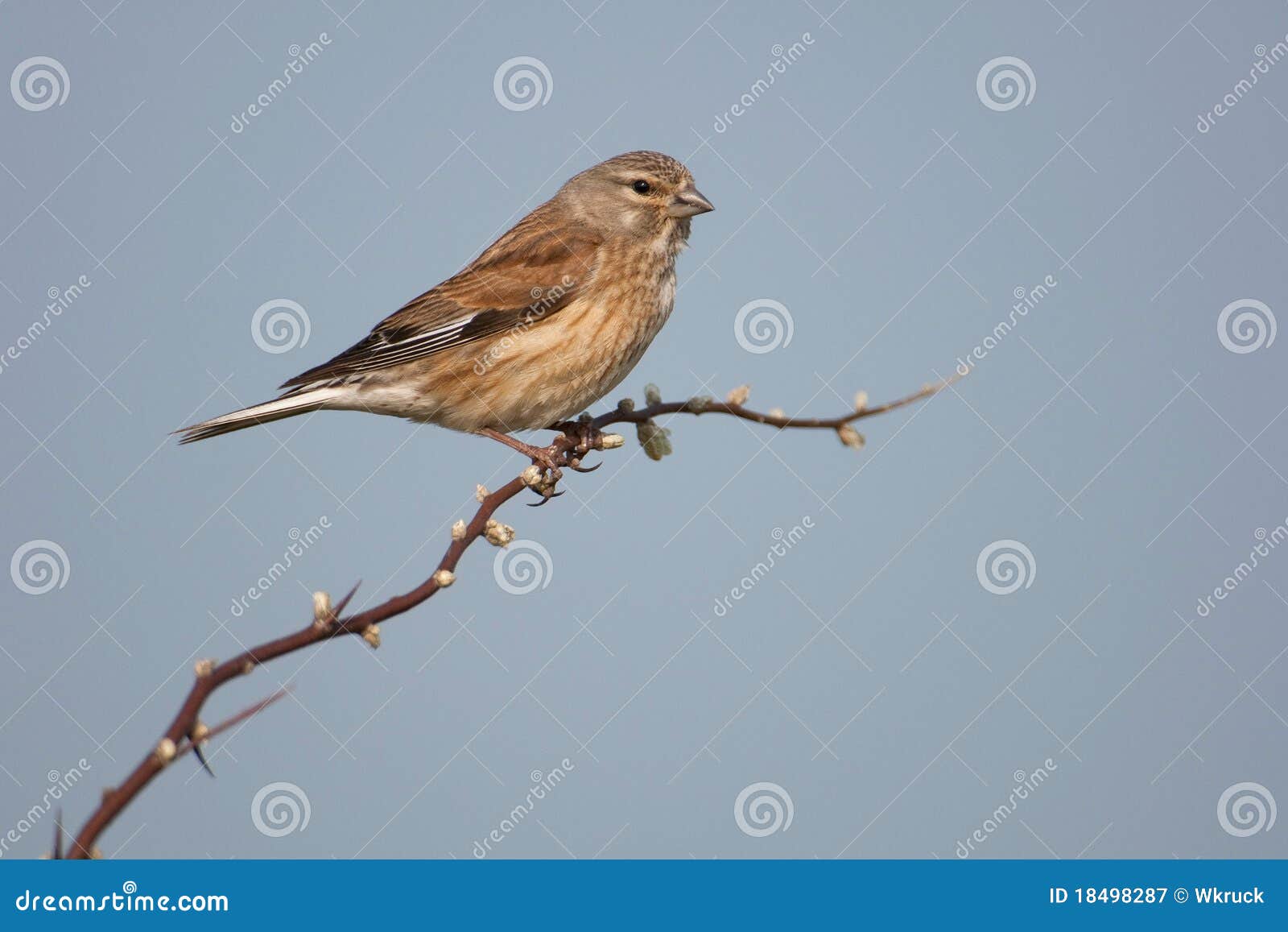Eurasian linnet stock image. Image of cannabina, background - 18498287