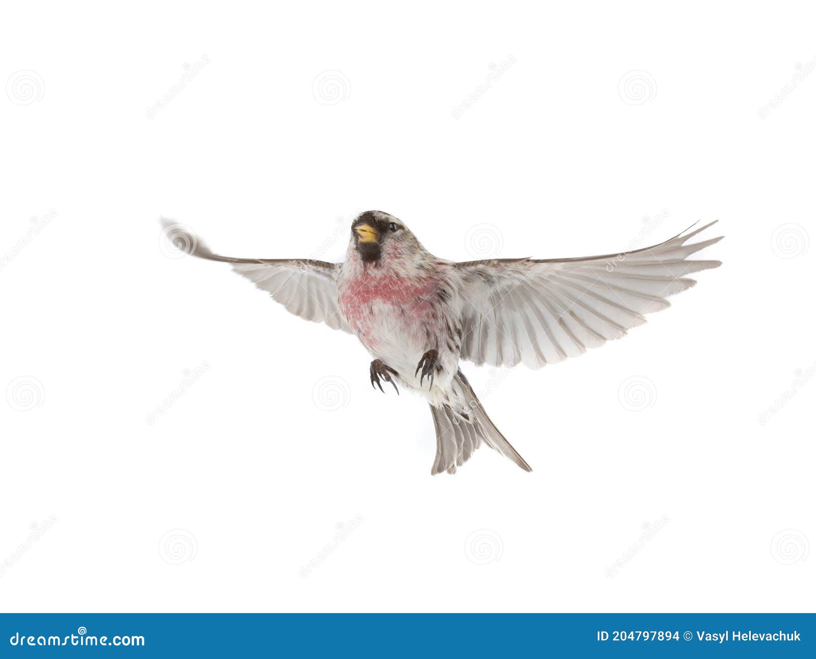 Eurasian Linnet in Flight Isolated on White Stock Photo - Image of ...